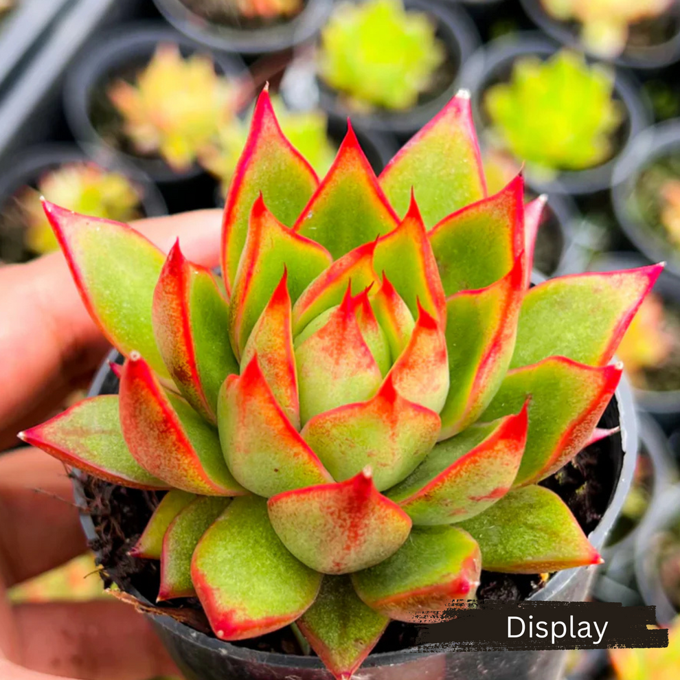 Echeveria 'Belato' – EmuPlainsSucculents