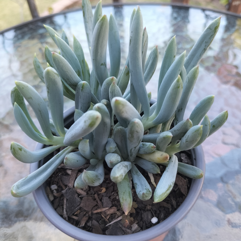 'Blue Chalk Sticks' (Senecio Serpens} – EmuPlainsSucculents