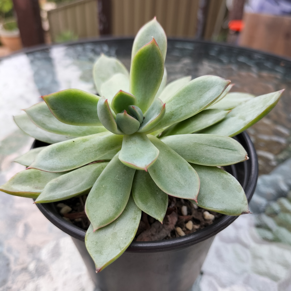 Echeveria 'Iceberg Queen' (Korean) – EmuPlainsSucculents