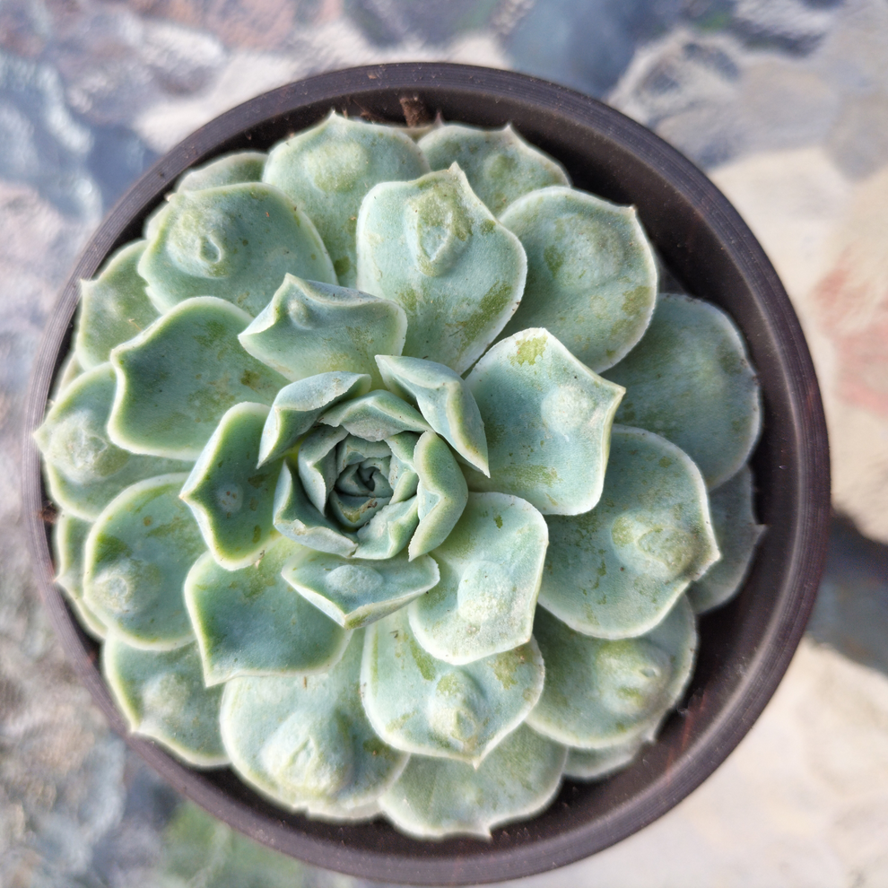 Echeveria Mexican Tears – EmuPlainsSucculents