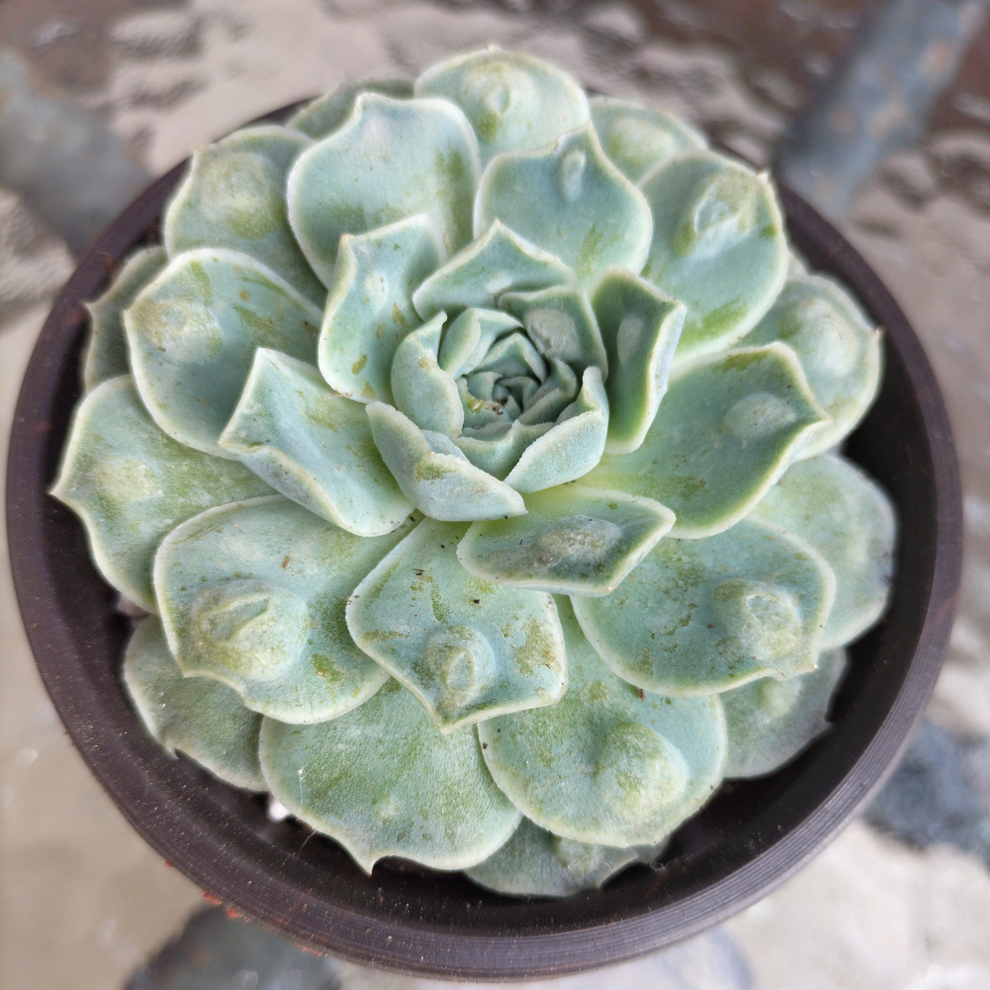Echeveria Mexican Tears – EmuPlainsSucculents