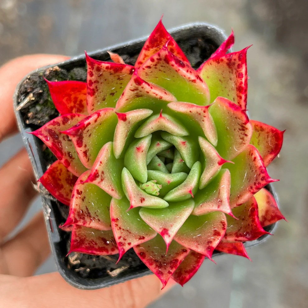 Echeveria agavoides 'Miranda' – EmuPlainsSucculents